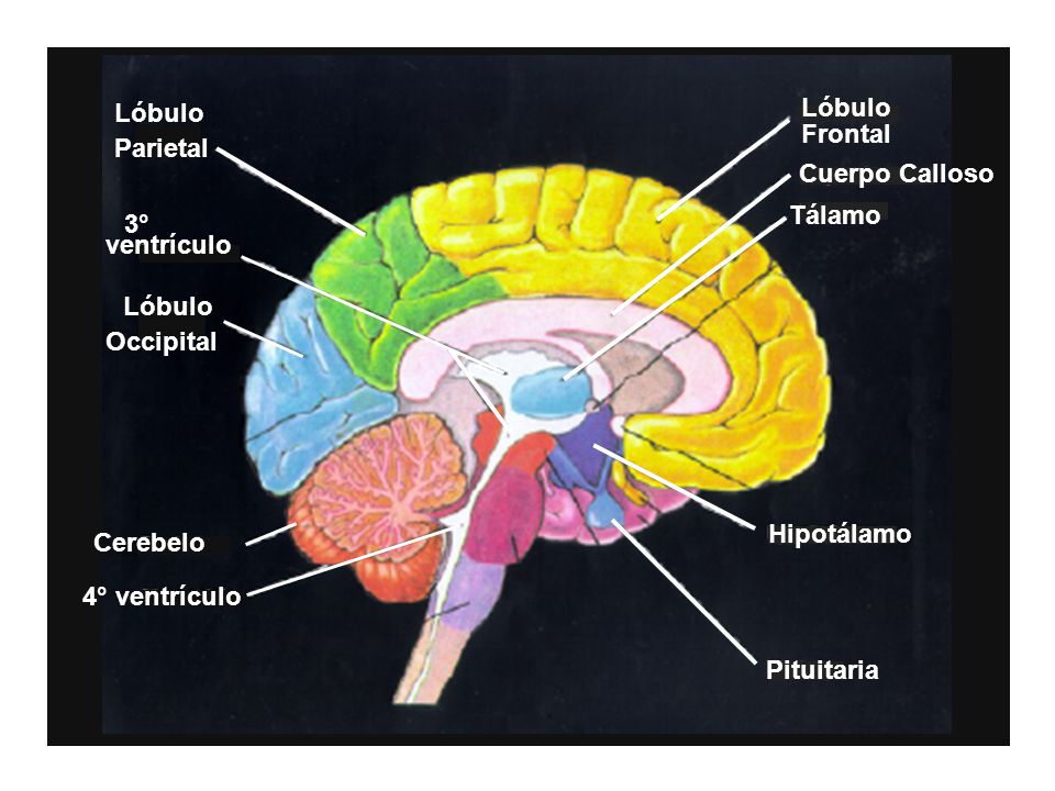 Clínica y Salud: Aspectos neurofuncionales del Tálamo