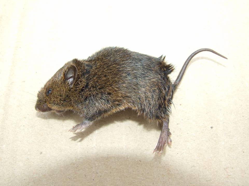 Argentina nativa: Ratoncito topo selvático (Thaptomys nigrita)