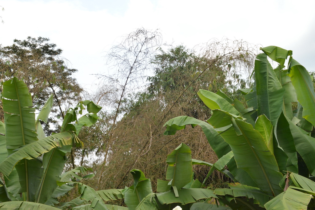 Bambu Indonesia: Bunga dan Buah Bambu