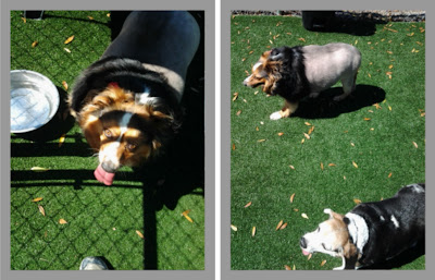 The Shelter Girl: Doggy Fat Camp