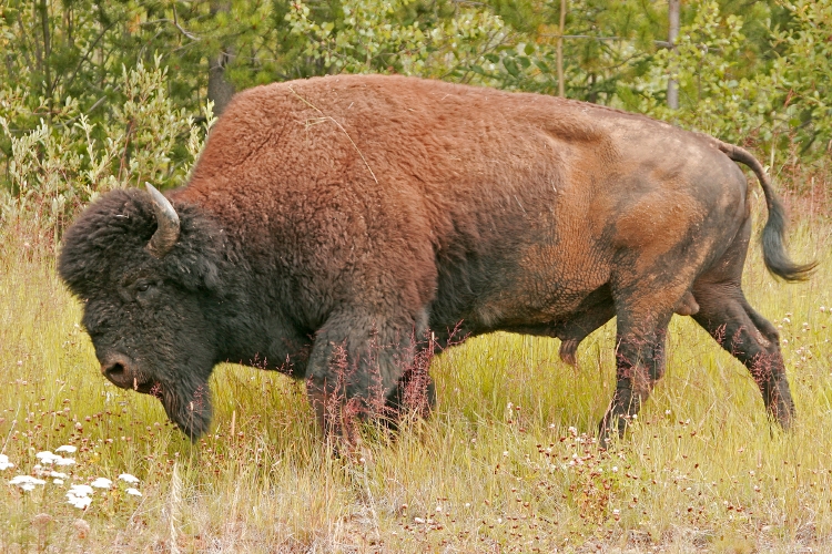 Habits Not Peculiar....: Wood Bison Thrive Amidst Alberta Oil Sands ...