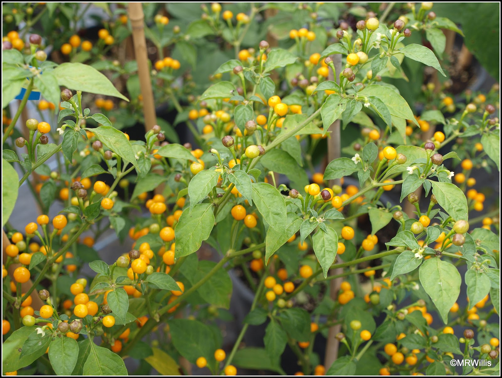 Mark's Veg Plot: For the love of chillis...