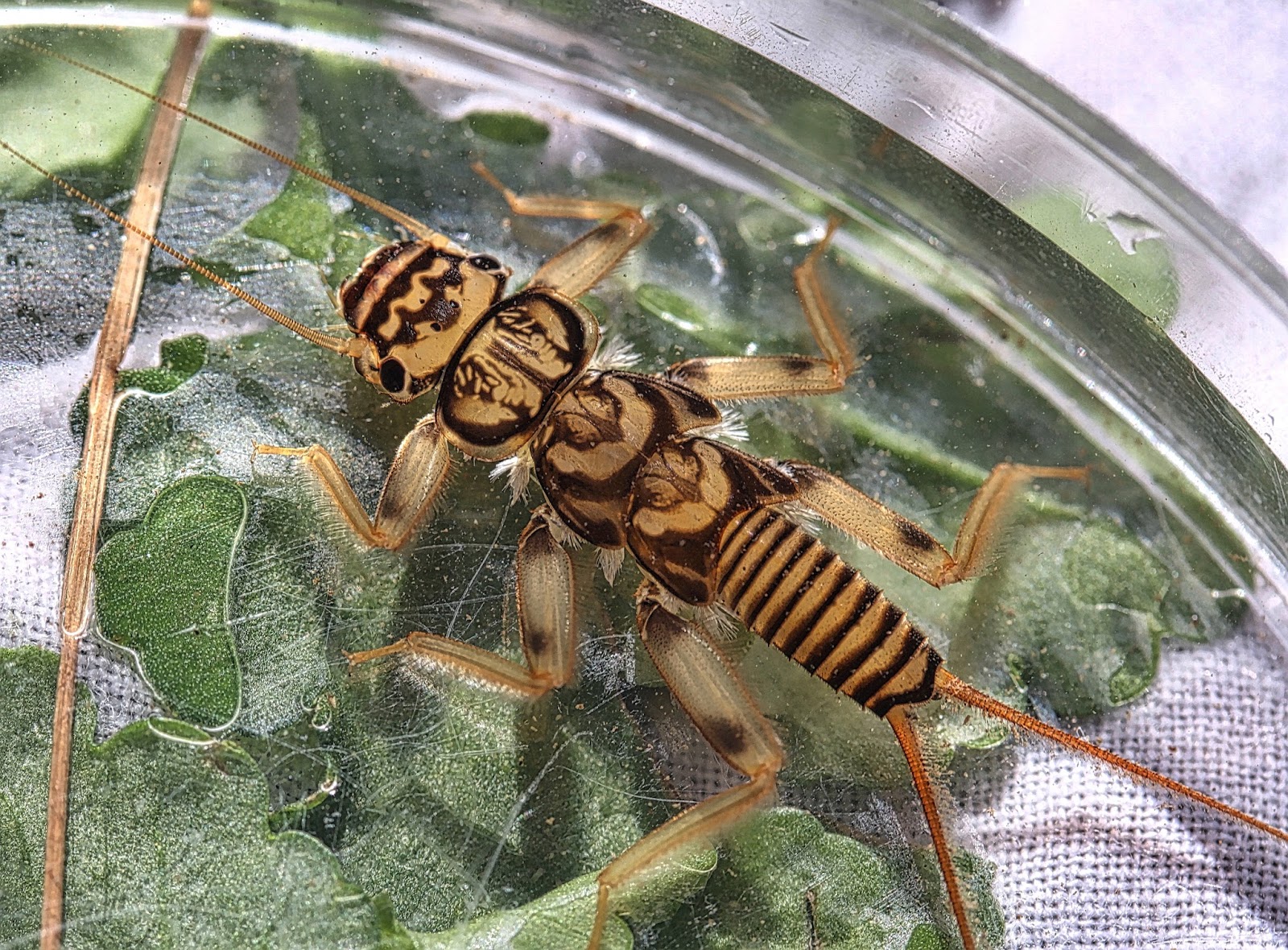 Aquatic Insects of Central Virginia: The common stoneflies (Perlidae ...