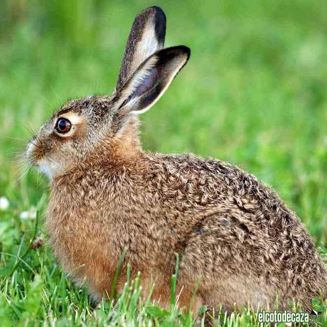 Darregueira noticias: Hoy da inicio la caza de liebre europea