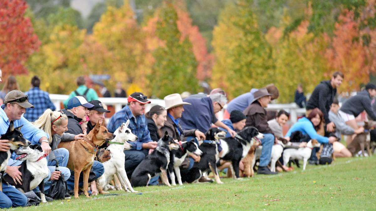 The Great Nundle Dog Race 2018 - May 6 | Australian Dog Lover