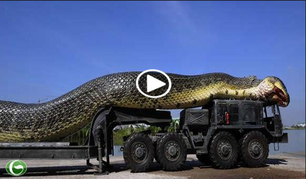Giant snake in red sea - Blogsupermovie