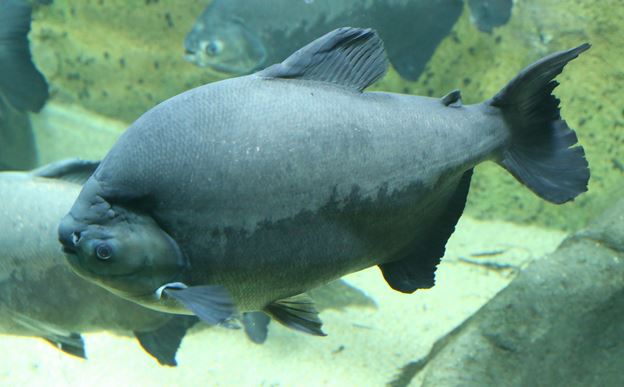 Black Pacu Si Ikan Hitam Bergigi Manusia dari Amazon - Nakama Aquatics