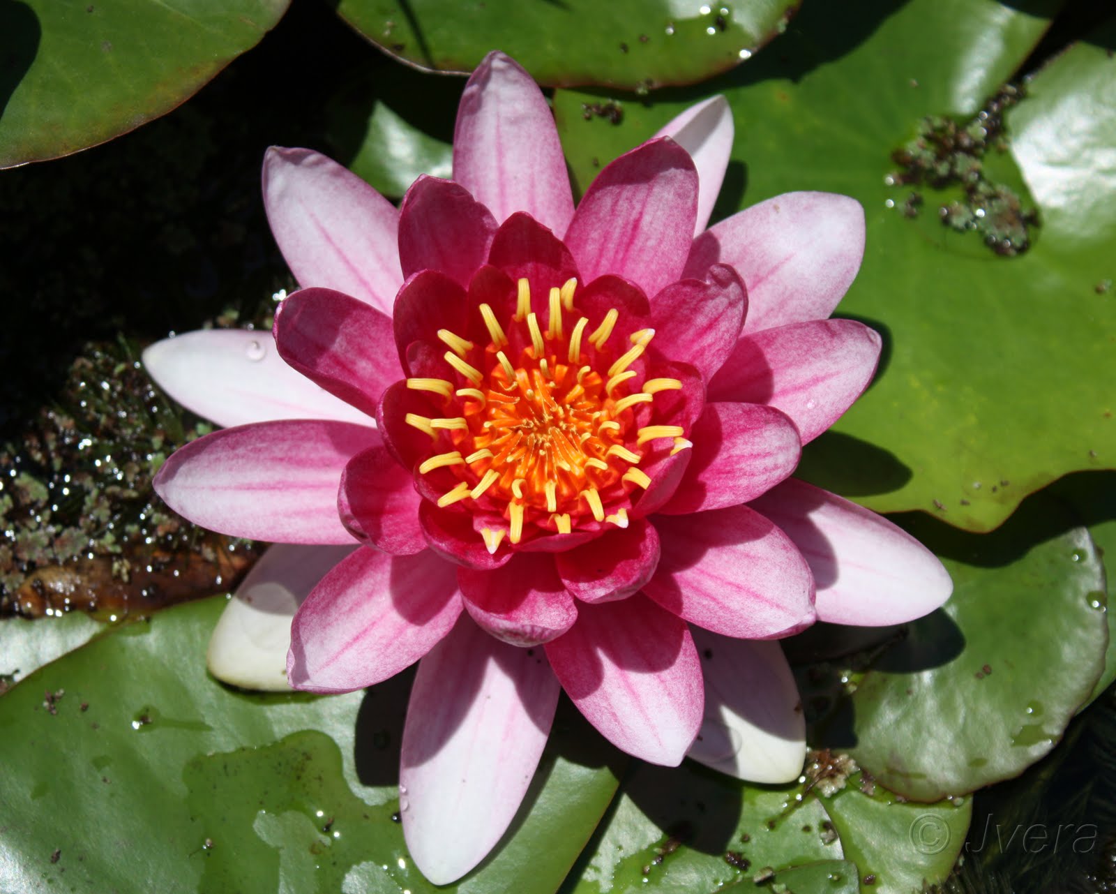 Un jardín en Málaga: Nenúfares