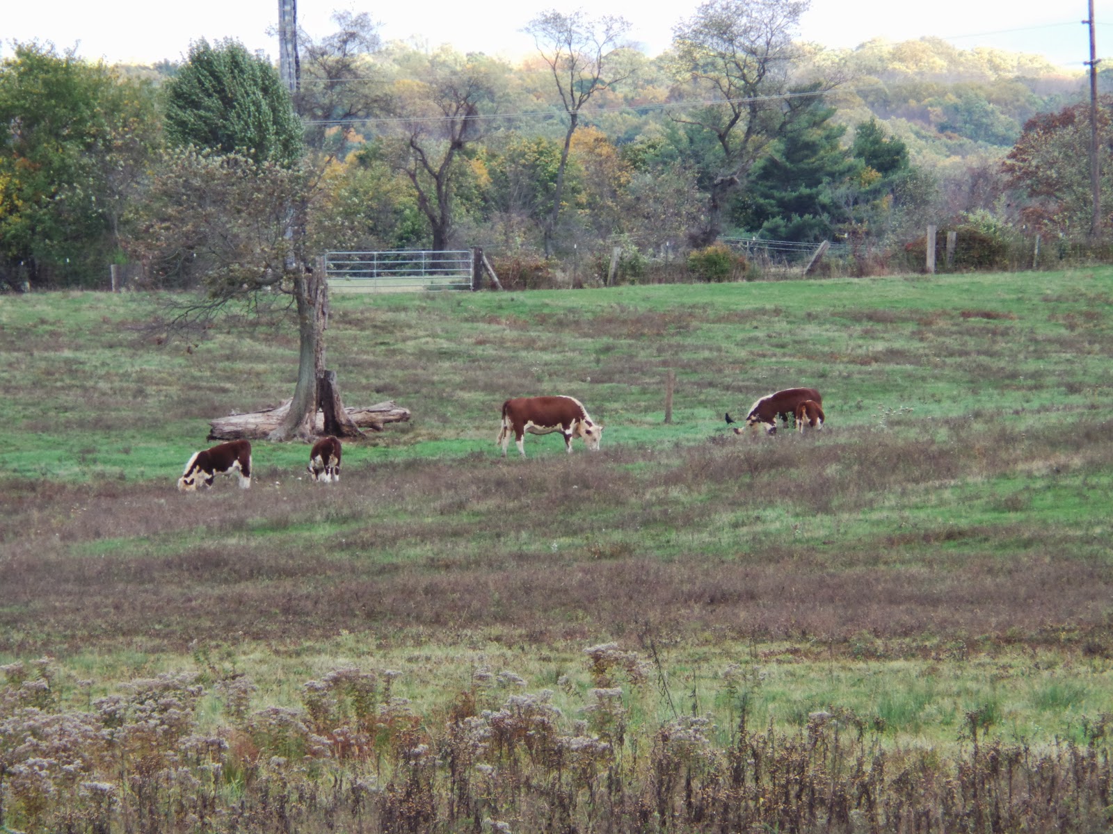 GardenStatePics.com: New Jersey and You - Perfect Together, Liberty and ...