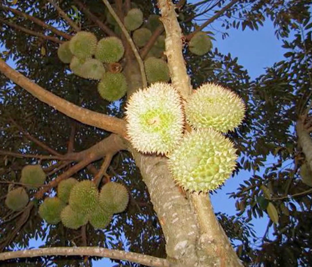 Lee Seon Yeon : Cara Budidaya Durian Dalam Pot Agar Berbuah Cepat Dan Lebat
