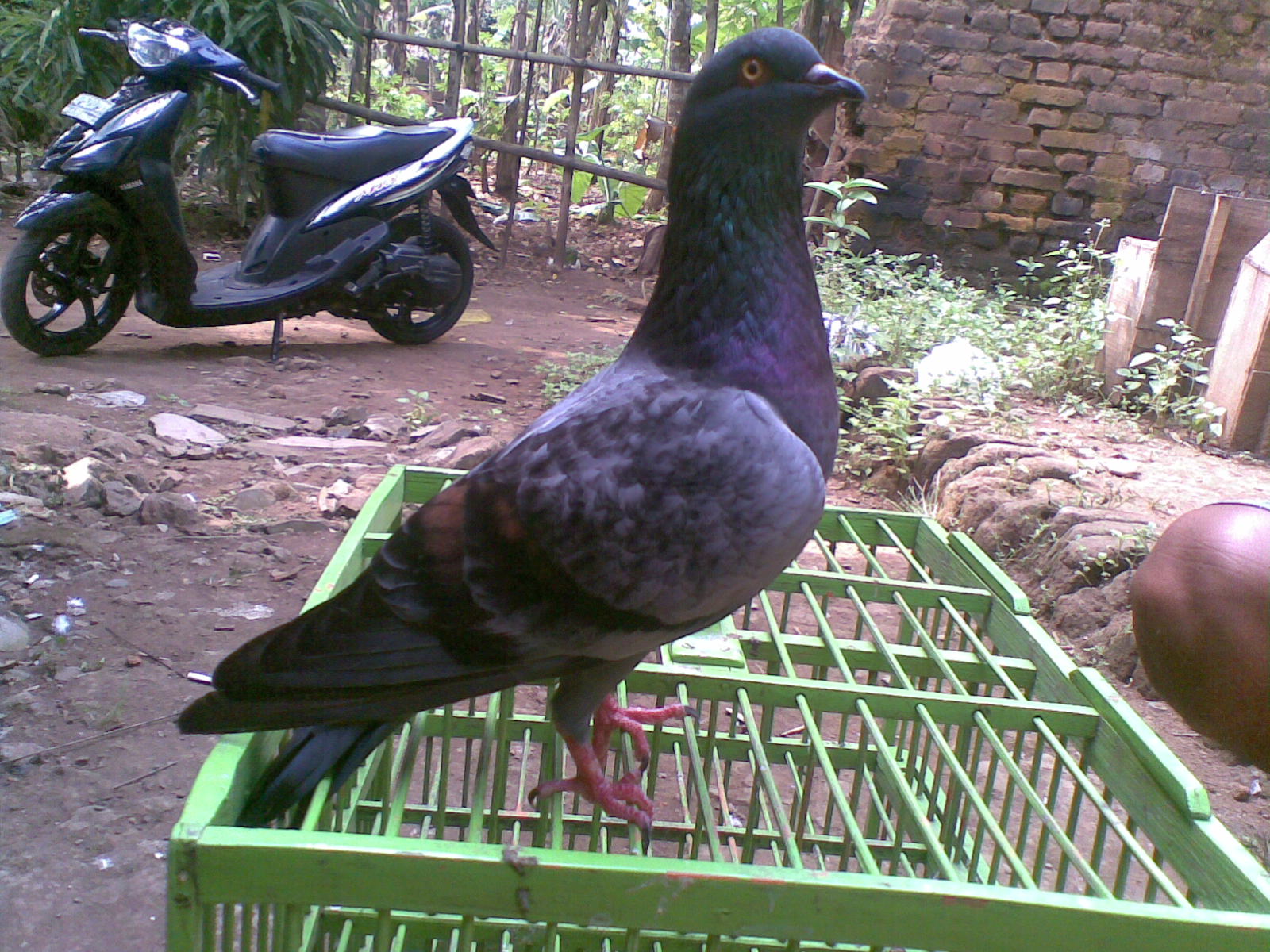 Burung Merpati Tinggian Jogja: Koleksi burung yang lain.