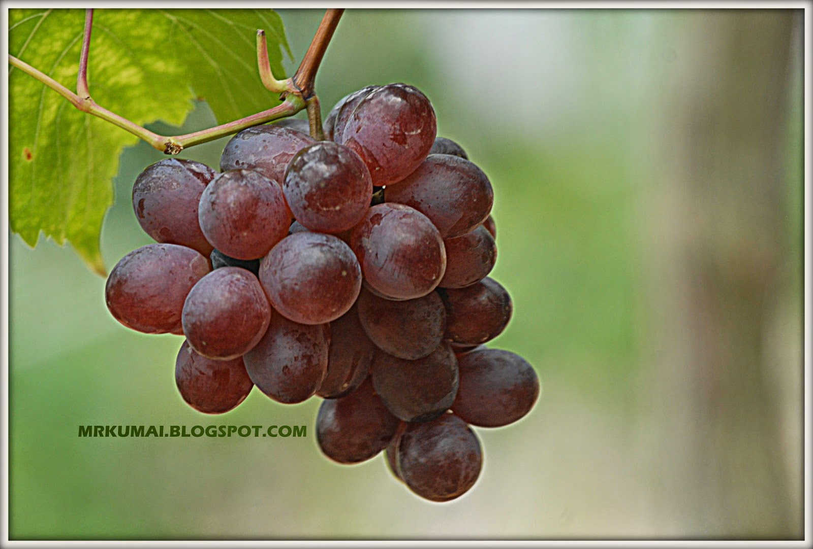 mrkumai.blogspot.com: Kebun anggur @ Lembah Bertam