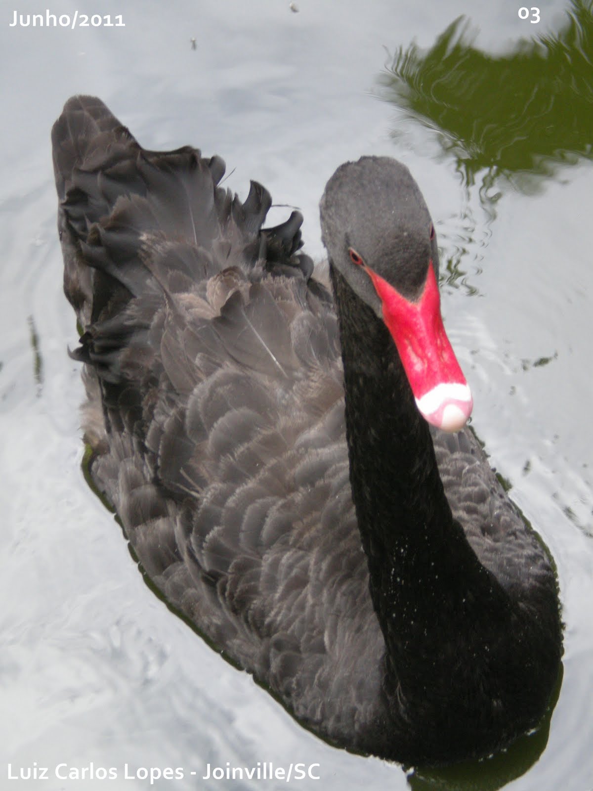 COAMA - Clube dos Observadores de Aves da Mata Atlântica - Joinville ...