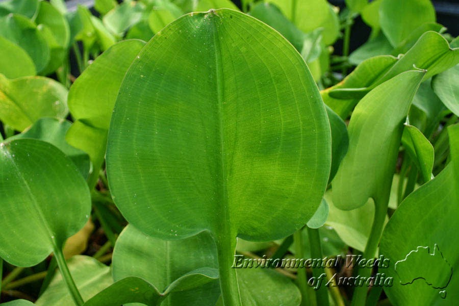 Susunan Tulang Daun (Nervatio/Venatio) ~ MUNAWI INSIDE