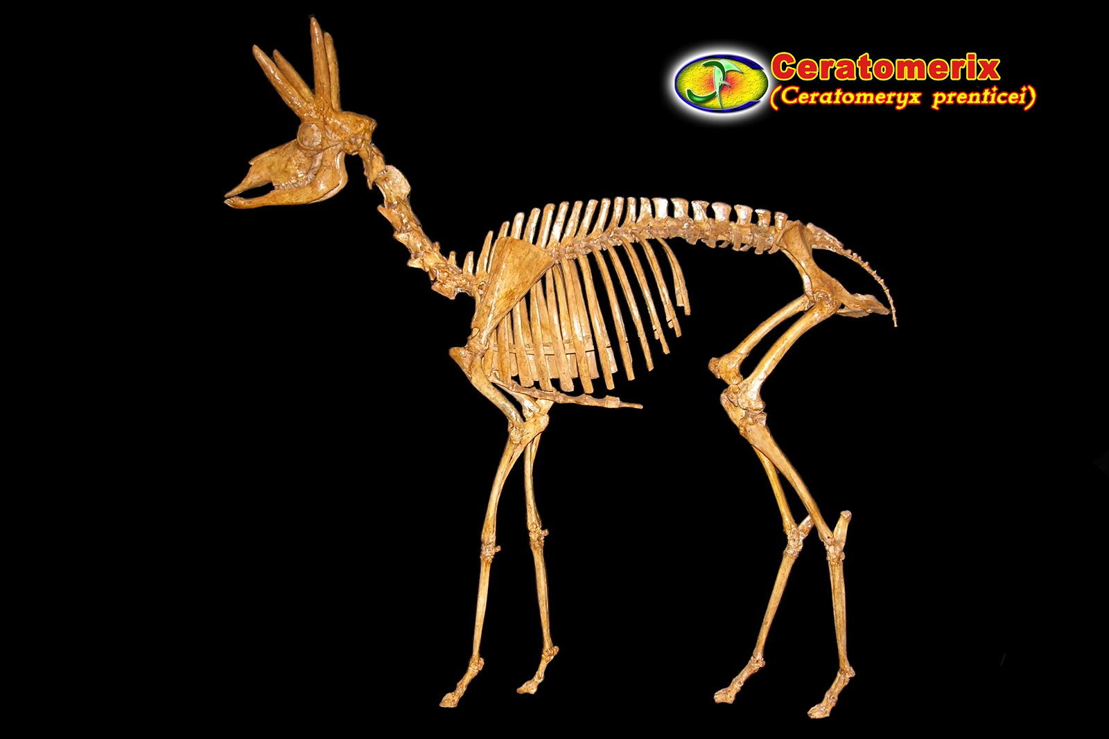 Mamíferos: setembro 2012