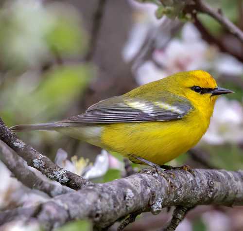 Blue-winged warbler images | Birds of India | Bird World