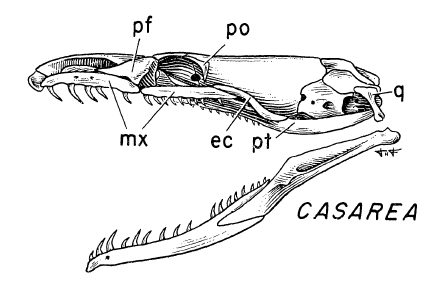 Snake Skeleton Diagram