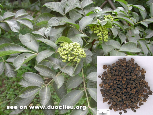 Evodia fruit (Wuzhuyu)-Evodia rutaecarpa (Juss.) Benth.