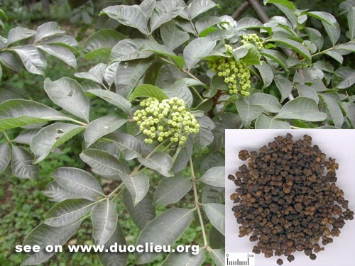 Evodia fruit (Wuzhuyu)-Evodia rutaecarpa (Juss.) Benth.