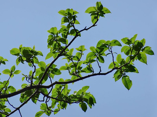 Flower Gallery: Swida macrophylla クマノミズキ（熊野水木）