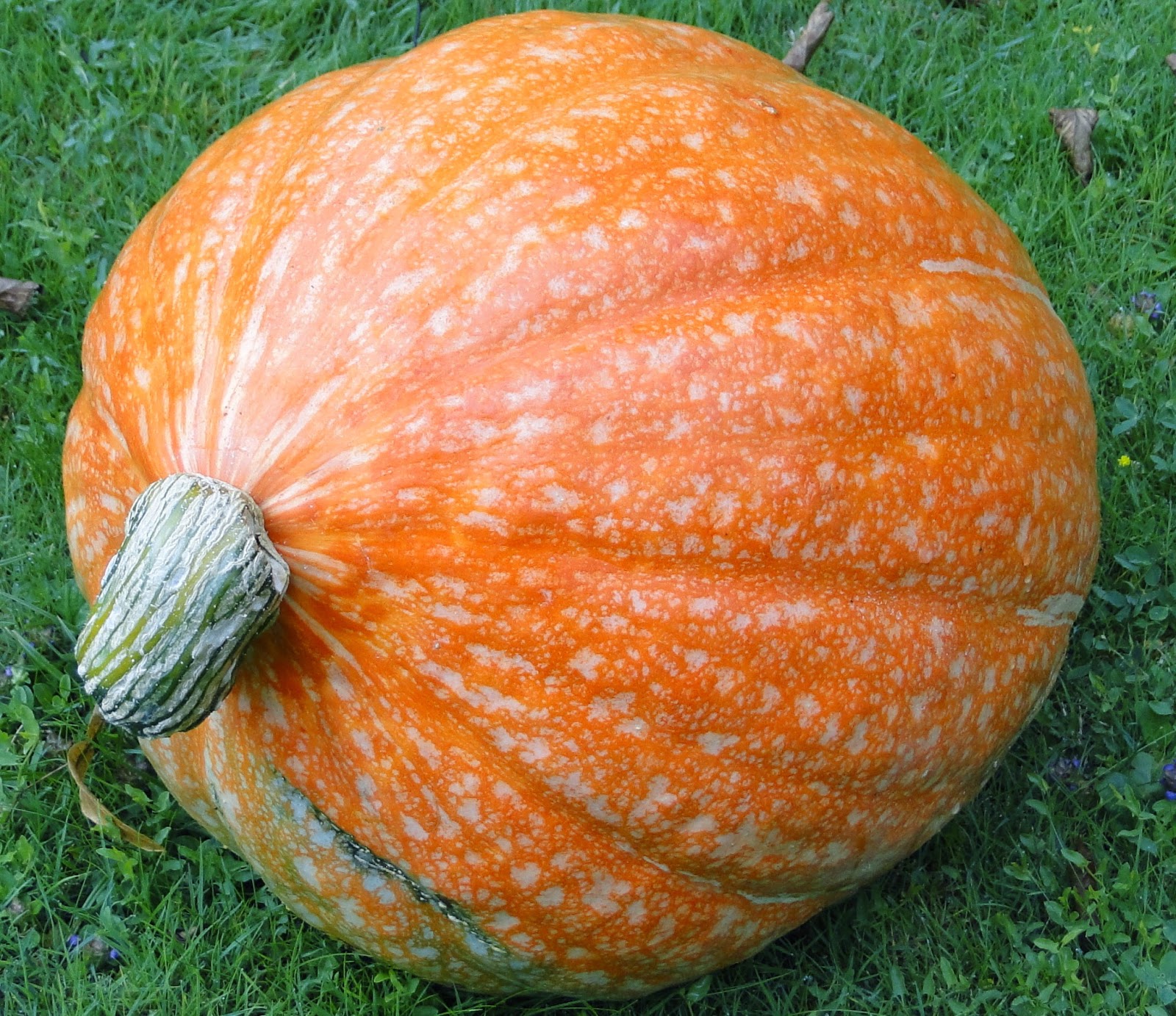 Au jardin d'Aurore: courges et potirons
