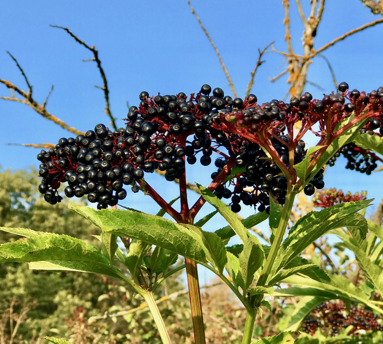 FRUTO ROJO DEL SAÚCO Y 1 RICA MERMELADA