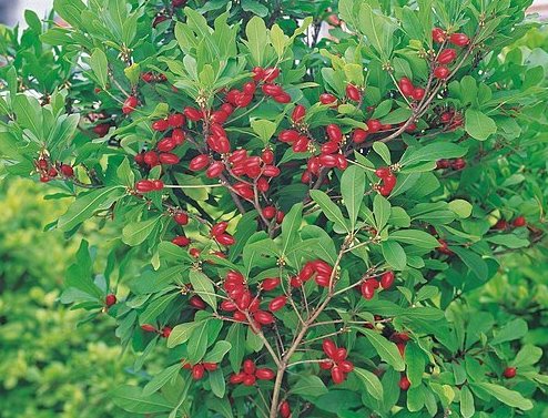 Jual Bibit Pohon Buah Ajaib Miracle Fruit