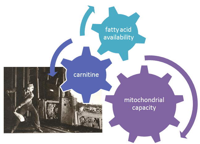 Amino Acids for Super Humans, Part IV - Purported Ergogenics (2/3): L ...