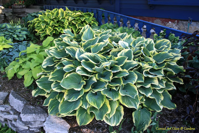 Conrad Art Glass & Gardens: Hostas