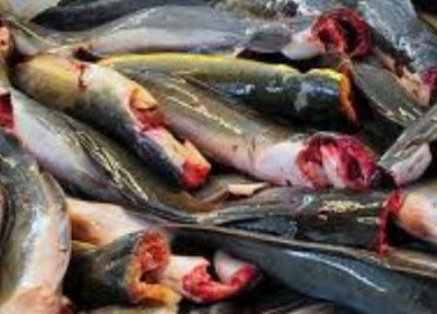 SYIMAMA PAGE: IKAN KELI siap siang - BAB 6