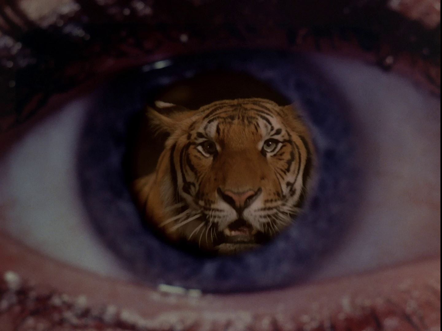 John Kenneth Muir's Reflections on Cult Movies and Classic TV: The Cult ...