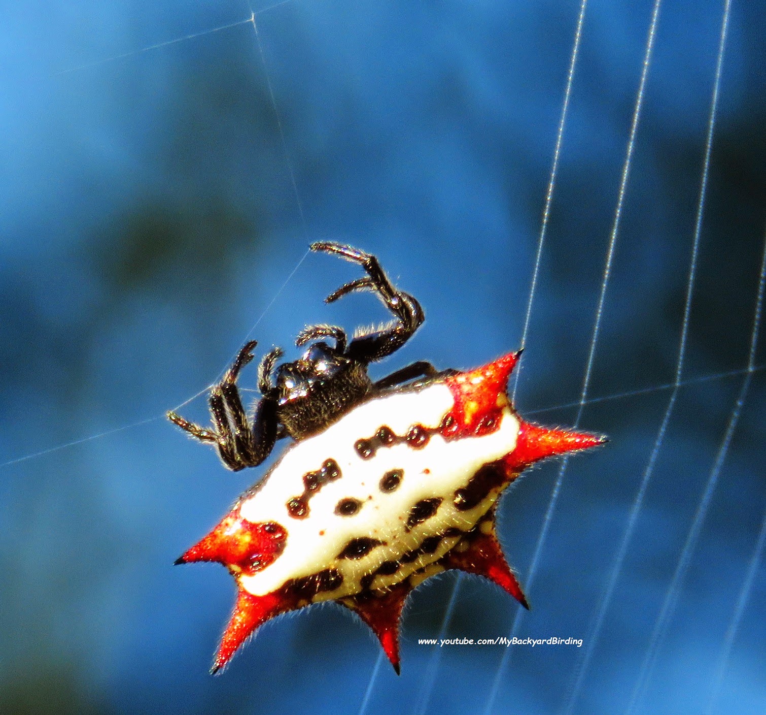 Backyard Birding....and Nature: Spiny Backed Orb Weaver Spider Spinning ...