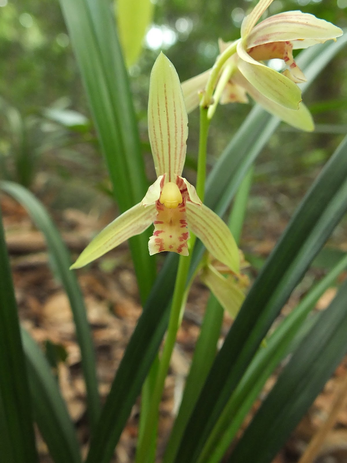 Tamilnadu Tourism: Kalakkad Mundanthurai Tiger Reserve, Thirunelveli