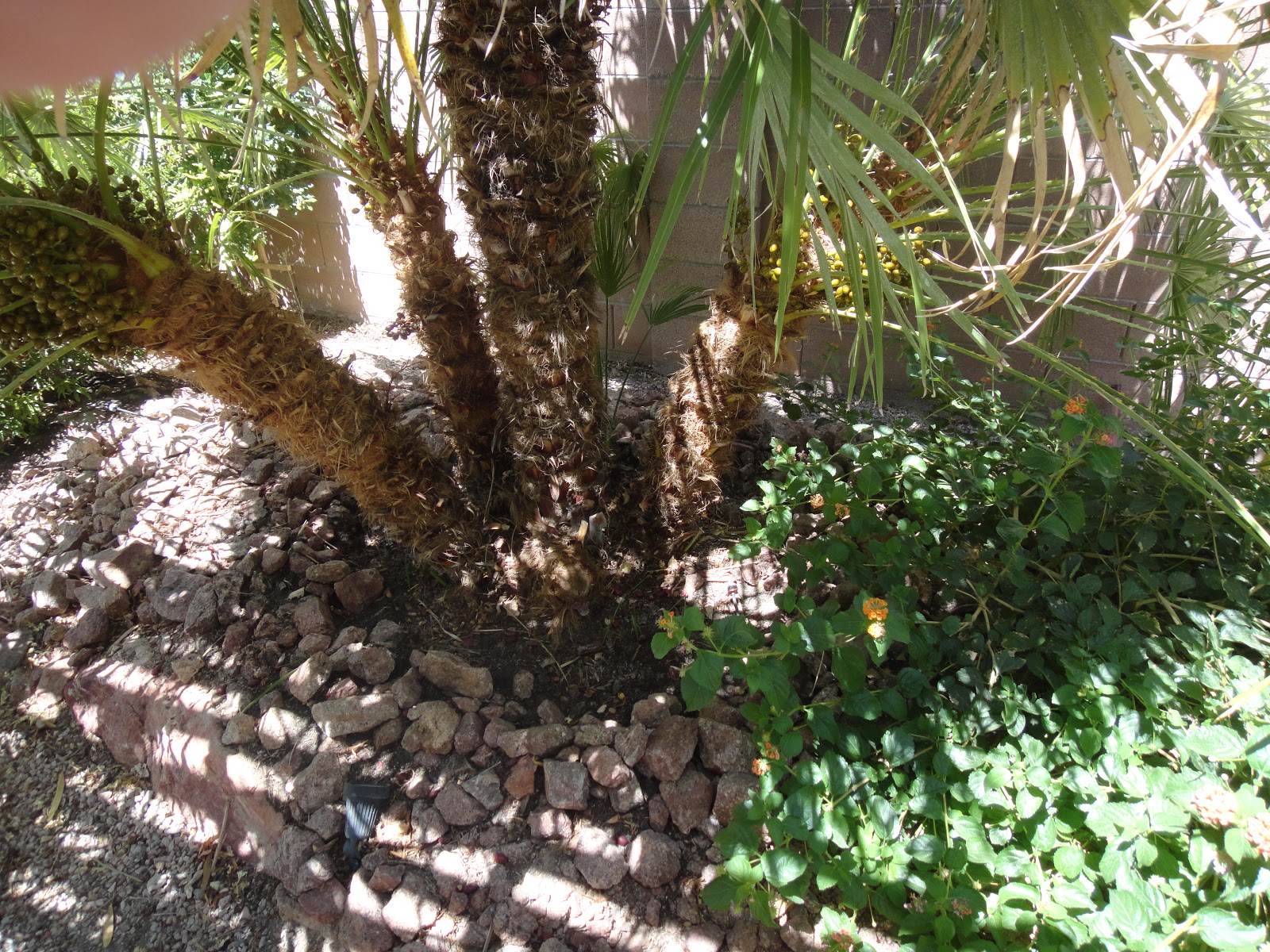 Xtremehorticulture of the Desert: Palm Fronds Browning on Multi-Trunked ...