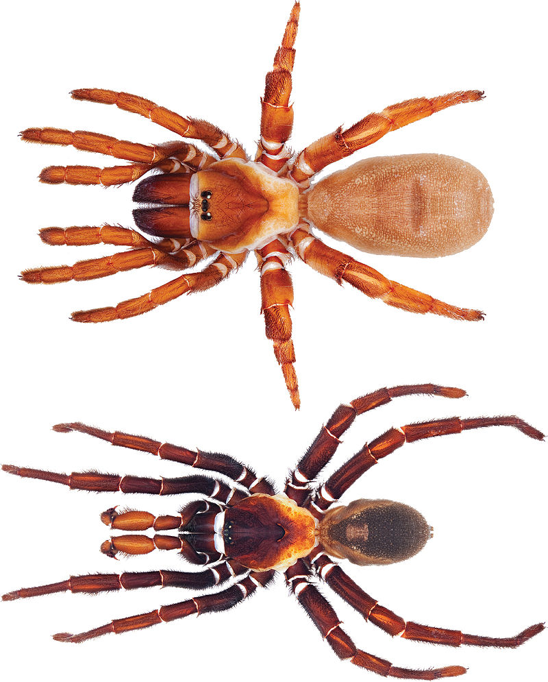 Arañas: Araña Cirtauquénida