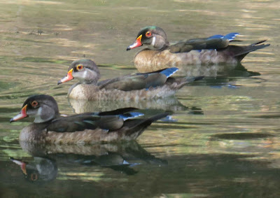 Tree in the Door's Fauna and Flora: Wood Ducks in Non Breeding Plummage