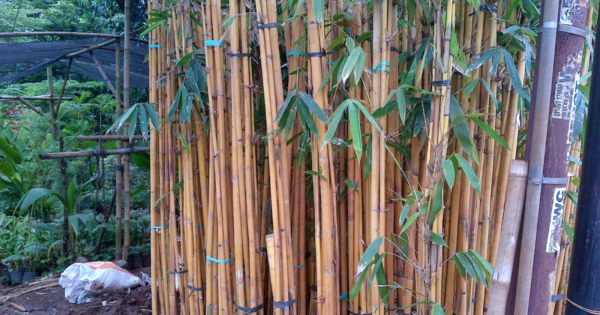 jual bambu panda | bambu kuning