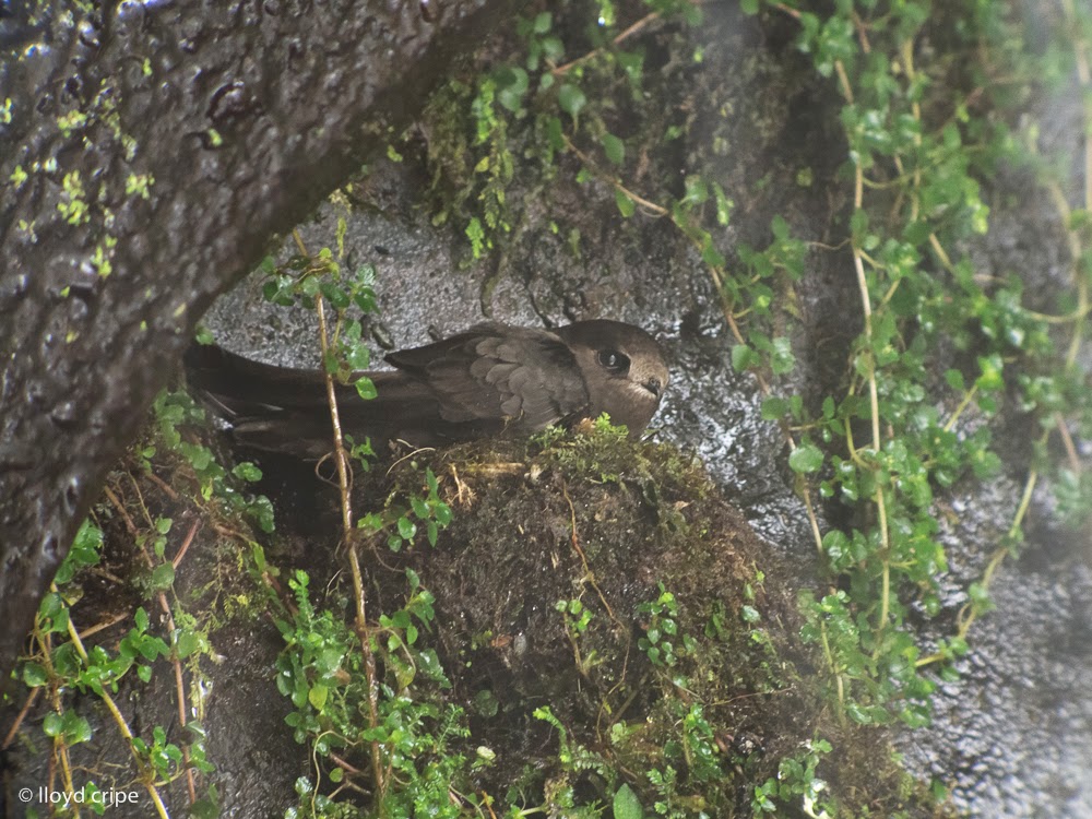 Spot-fronted Swift, a species new for Panama, plus more nesting ...