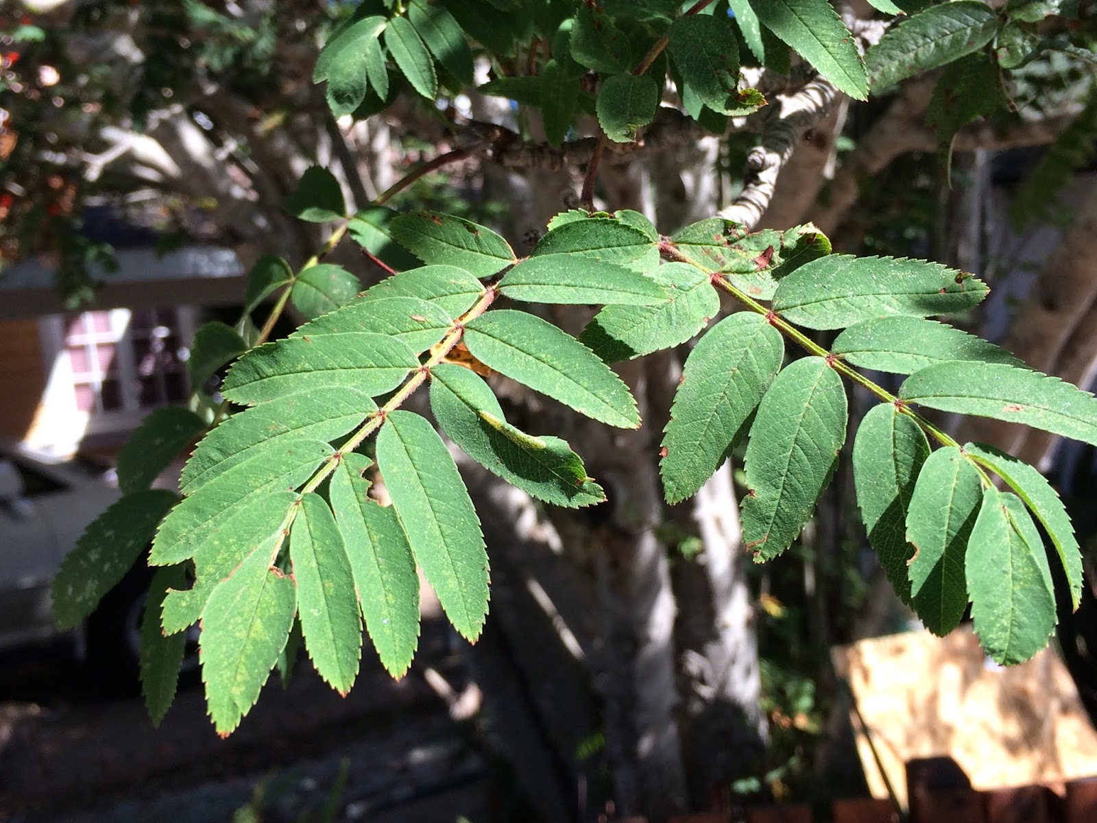 Trees of Santa Cruz County: Sorbus aucuparia - European Mt. Ash