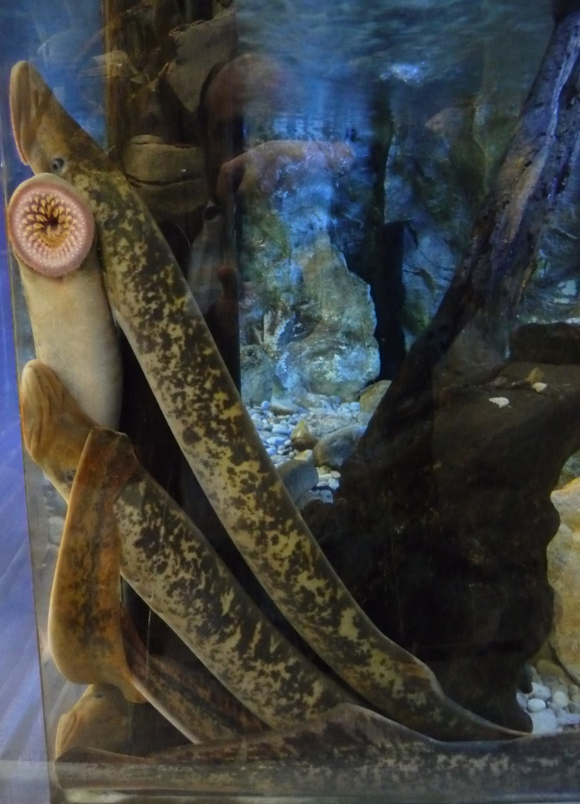 fósiles vivientes: La lamprea