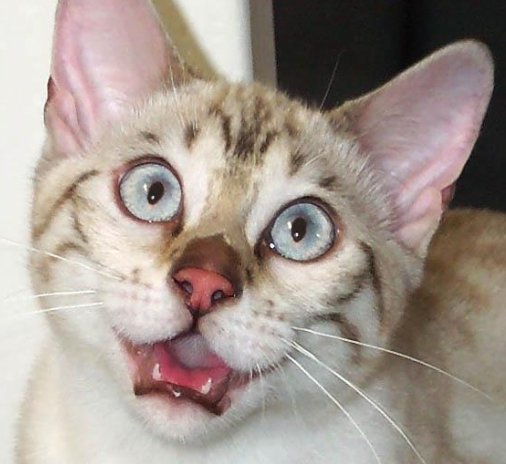 Curiosos e Engraçados: Gatos Sorrindo