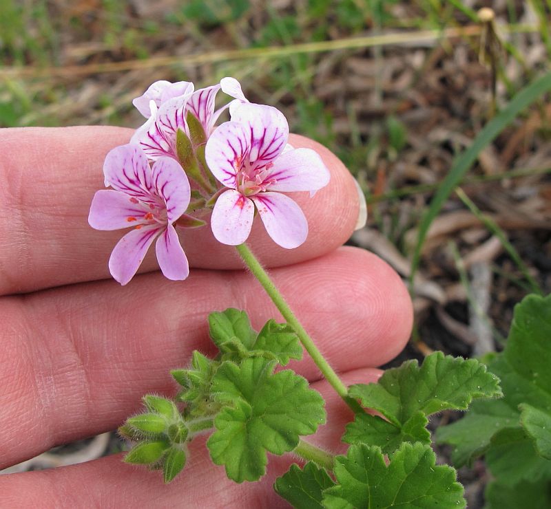 Esperance Wildflowers: Pelargonium australe - Wild Geranium