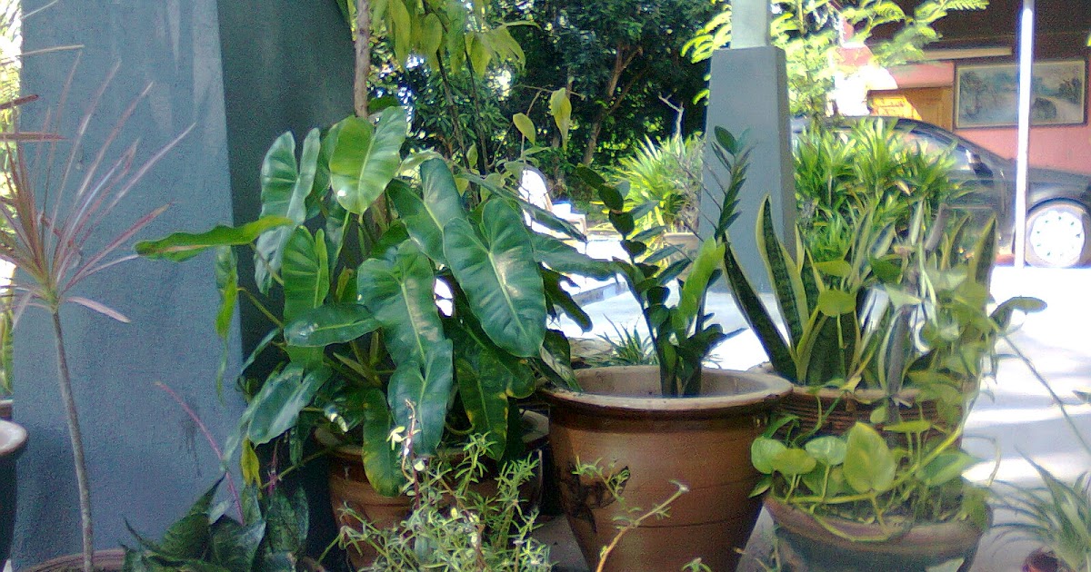 Terbaru 23+ Pokok Hiasan Bunga Untuk Rumah Kondominium