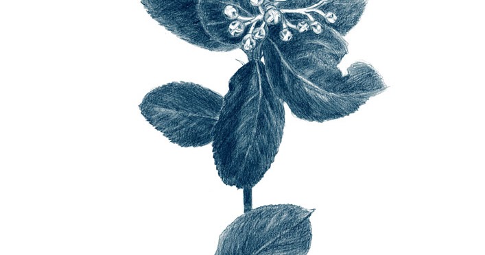 ALEXANDRA BURDA: Roadside Beauty