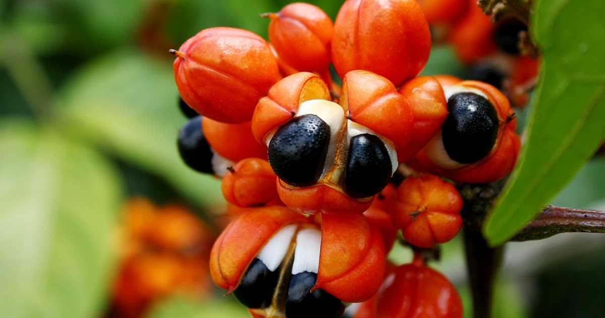 ALIMENTE-SE COM SABEDORIA!: GUARANÁ É REPLETO DE BENEFÍCIOS.