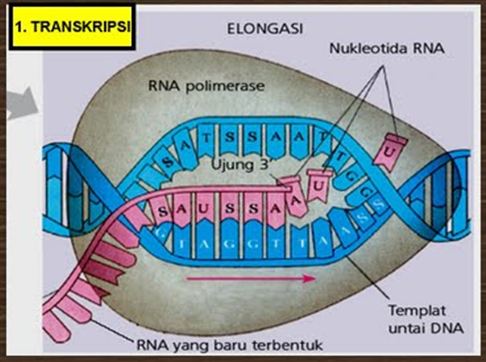Kurniawan Berbagi: Biologi : Sintesis Protein