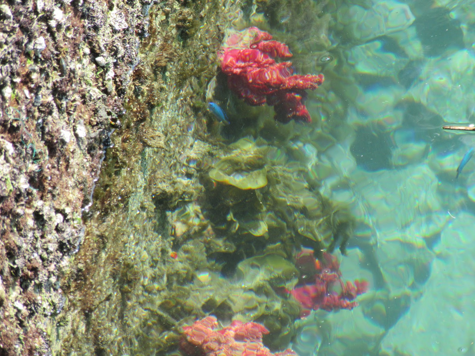 Beppu blog by a local English tour guide: Fukashima, a cats island in ...