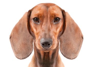 Welcome Dog Lovers - The Dog Blog - Dog Breeds, Training, Adoption ...