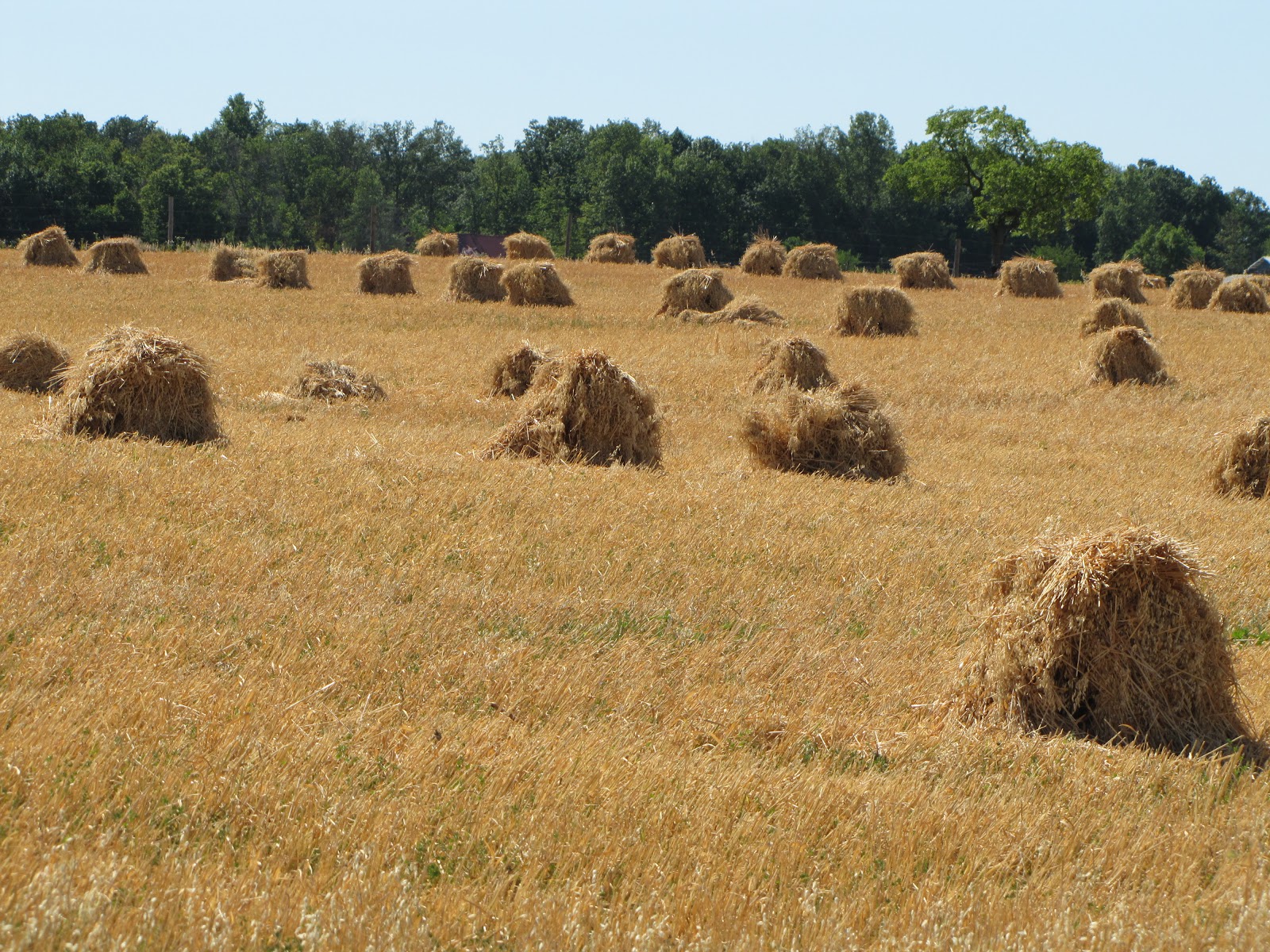To Behold the Beauty: Harvest Time