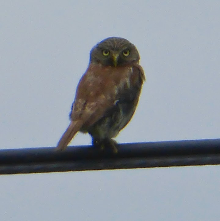 Art and Other Adventures with Narca: Roadside Raptors